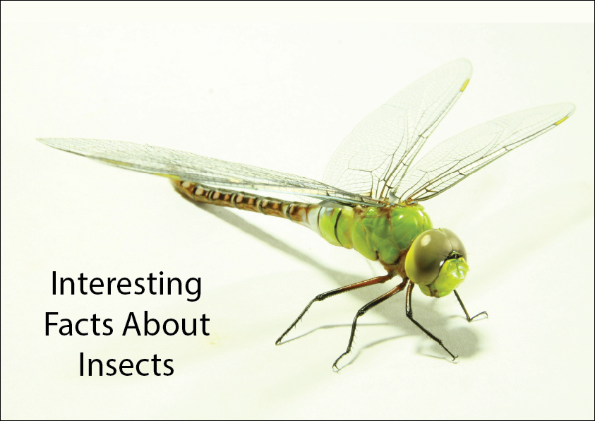 Interesting Facts About Insects Studyladder Interactive Learning Games
